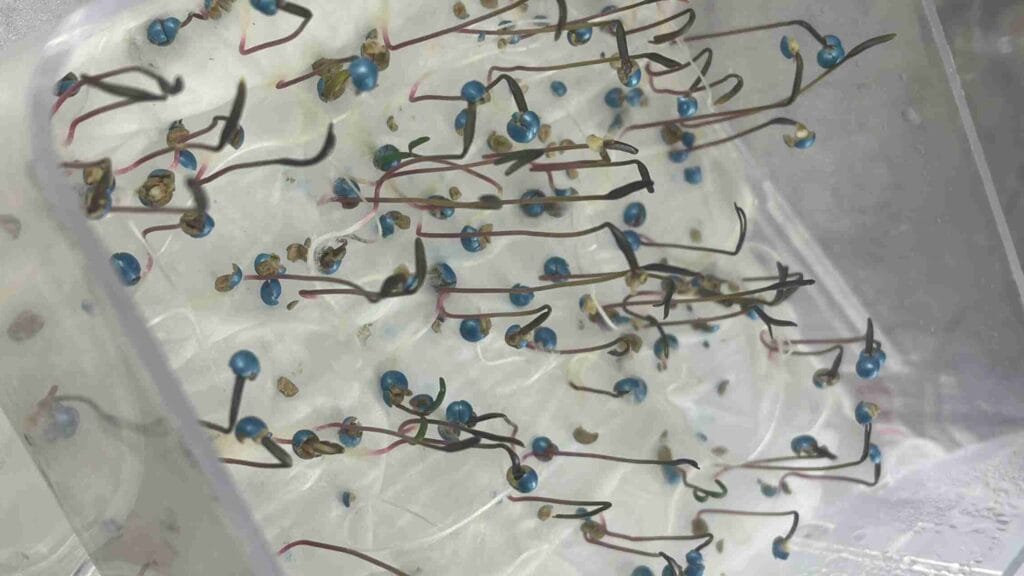 ‌Why Are Seeds Pelletized? - seed pellet machine | nursery seeder ...