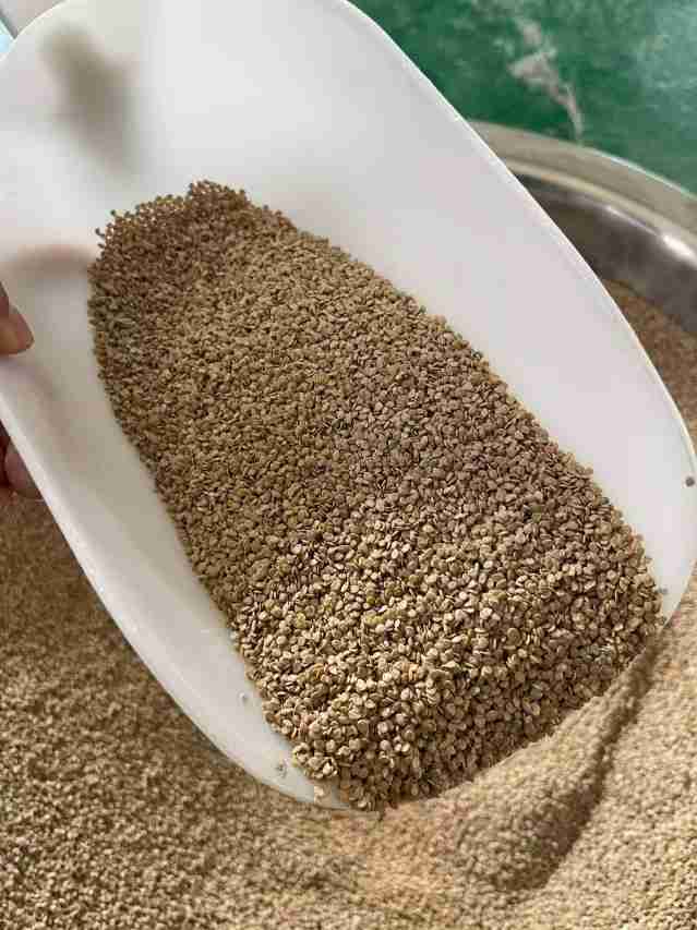 What are the specific steps for pellet tomato seeds? - seed pellet ...
